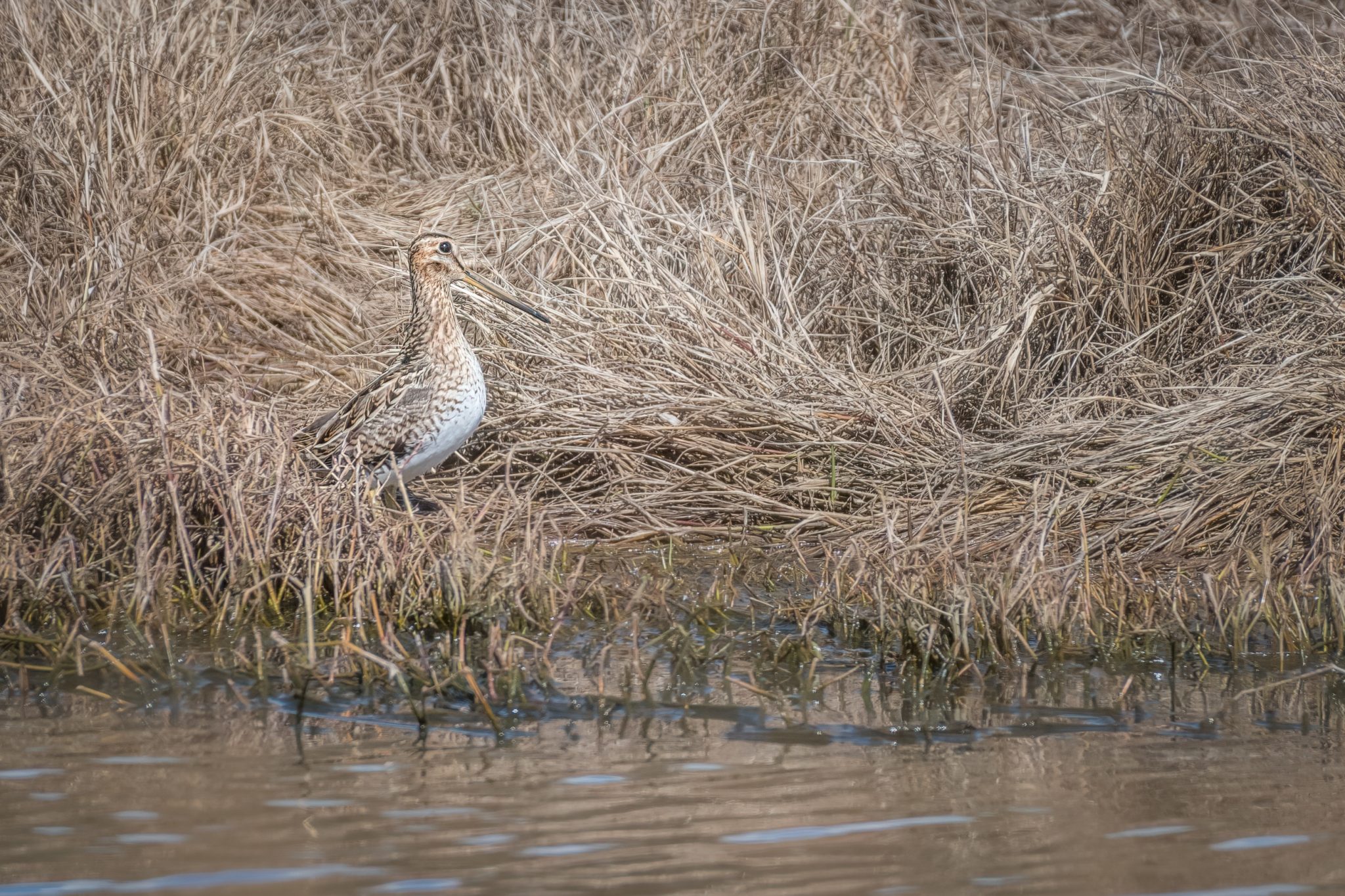 Valuing Urban Wetlands — A Built Environments Biodiversity Project - AURIN